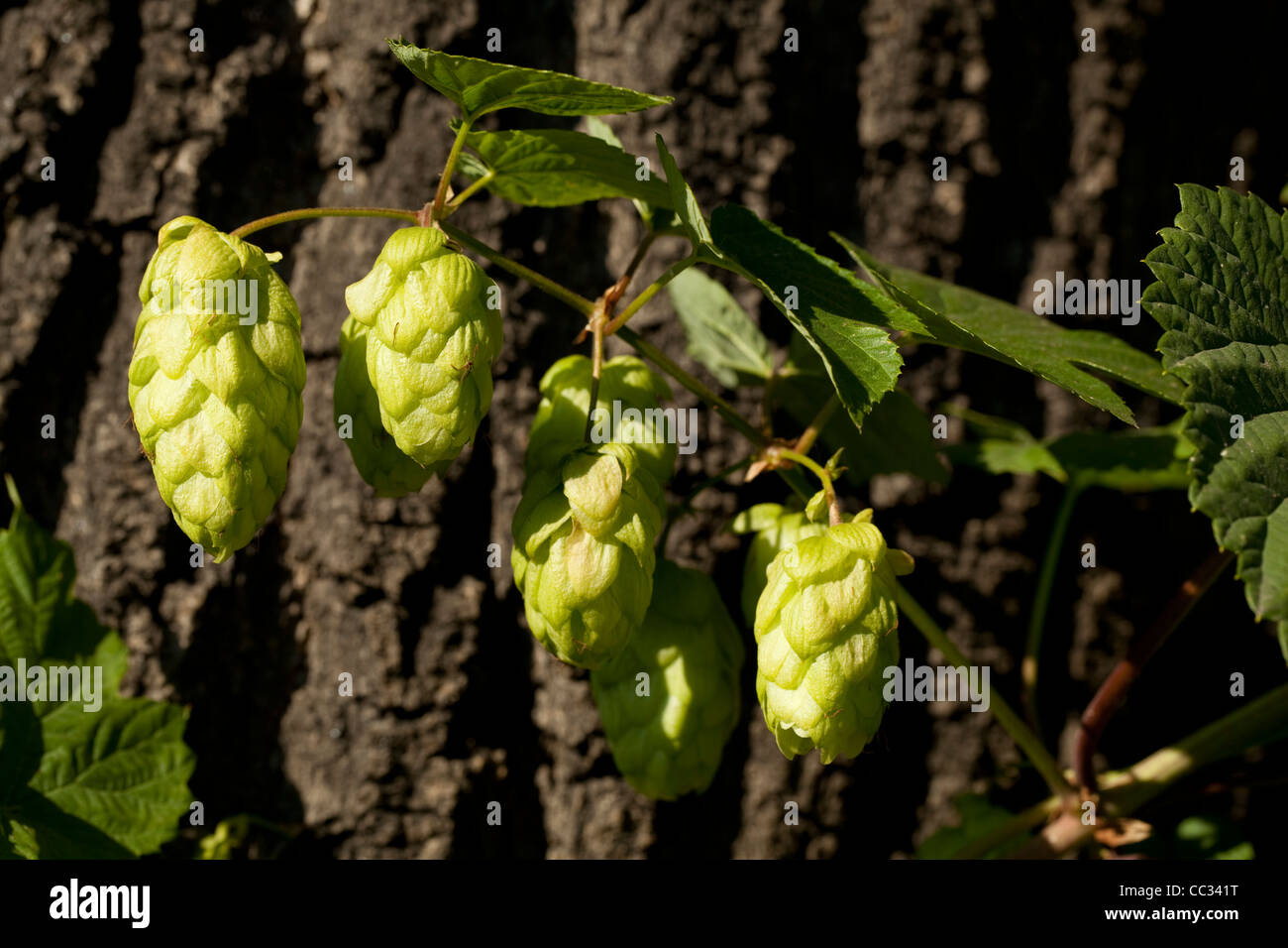 Hop stem hi-res stock photography and images - Alamy