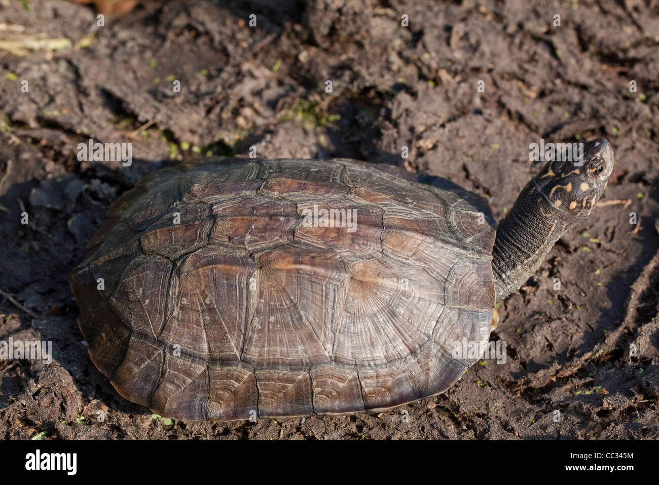 Asian or Indian Pond Terrapin, Black or Hard-shelled Turtle ...