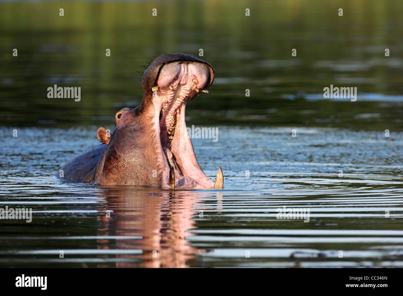 Displaying teeth hi-res stock photography and images - Alamy