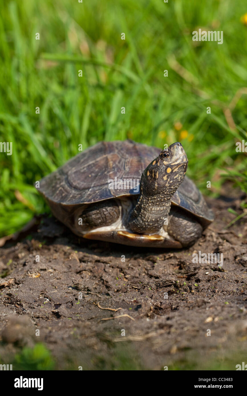 Melanochelys trijuga hi-res stock photography and images - Alamy