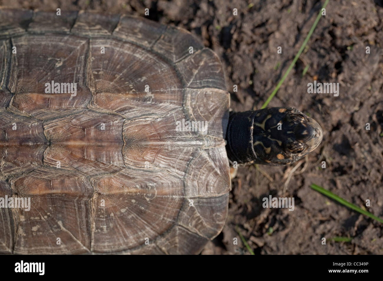 acAsian or Indian Pond Terrapin, Black or Hard-shelled Turtle ...