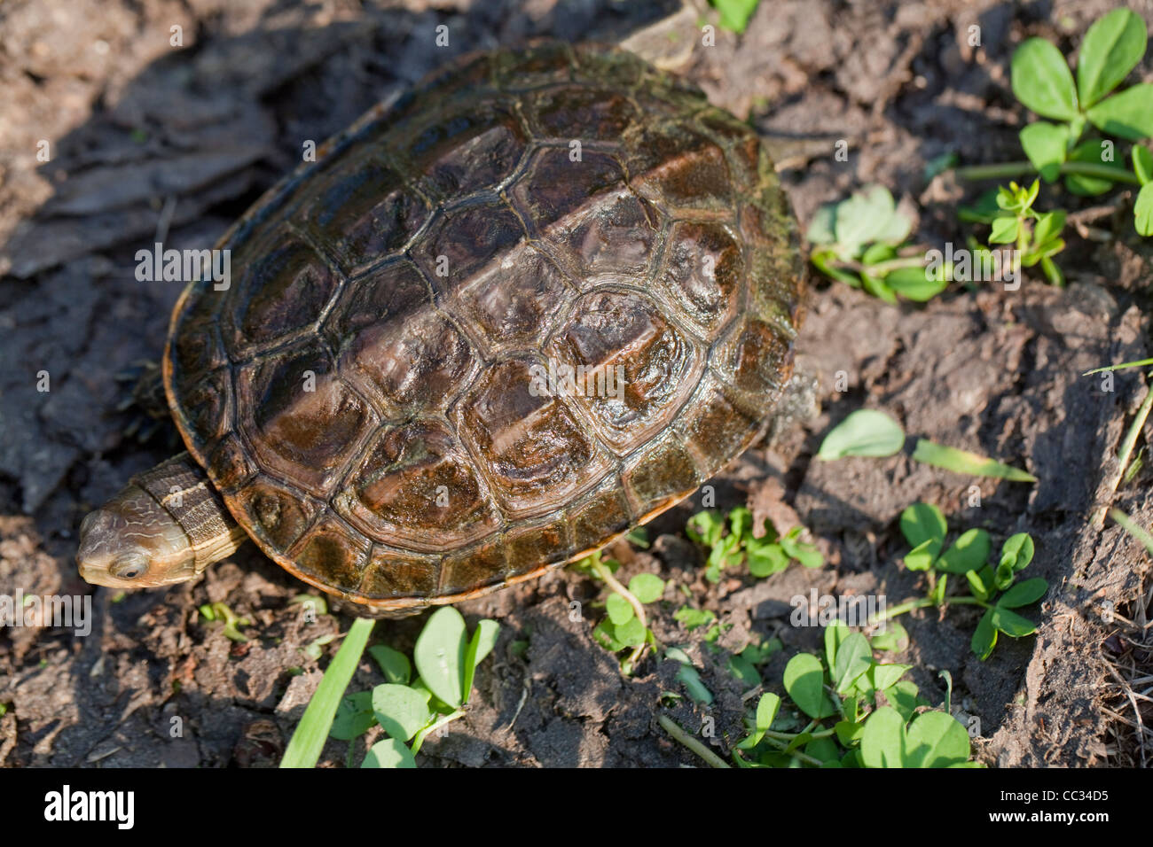 Spanish Stripe-necked Turtle (Mauremys leprosa Stock Photo - Alamy