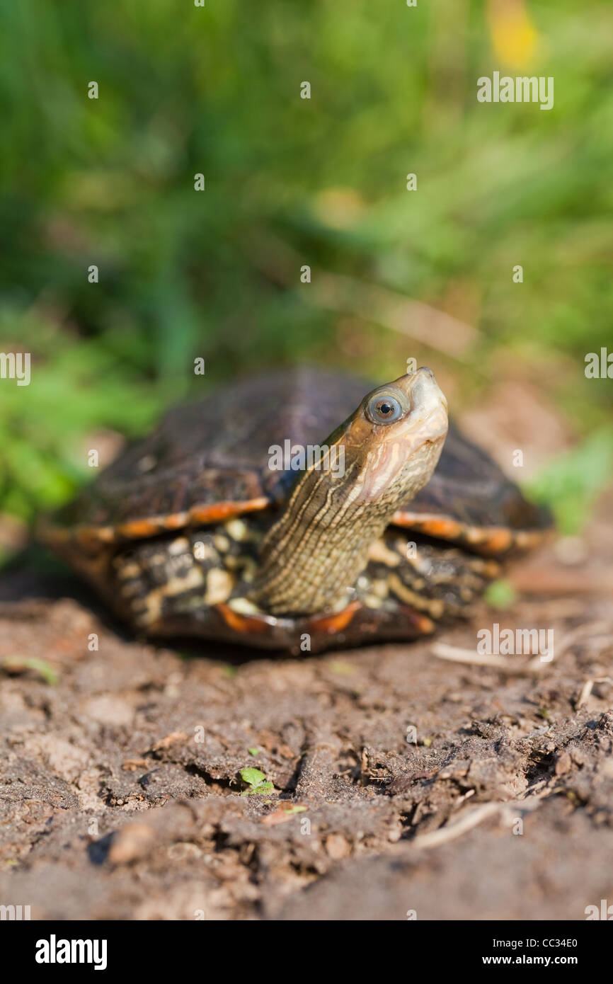 Turtle with neck extended hi-res stock photography and images - Alamy