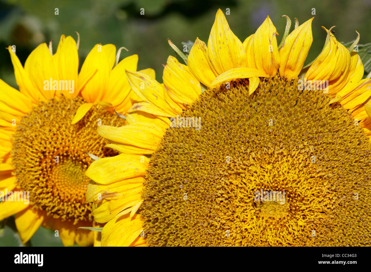 Sunflower close up. Scientific name: Helianthus annuus Stock Photo - Alamy
