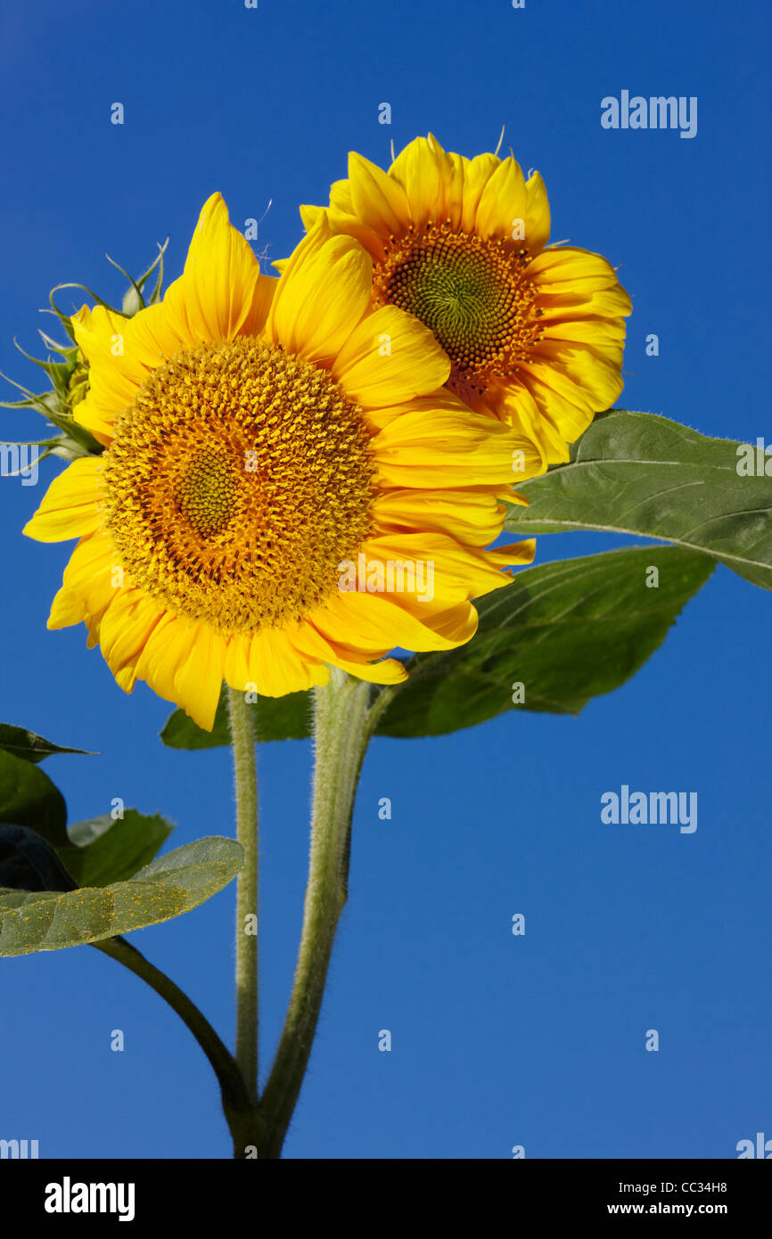 Sunflowers scientific name helianthus annuus hi-res stock photography ...