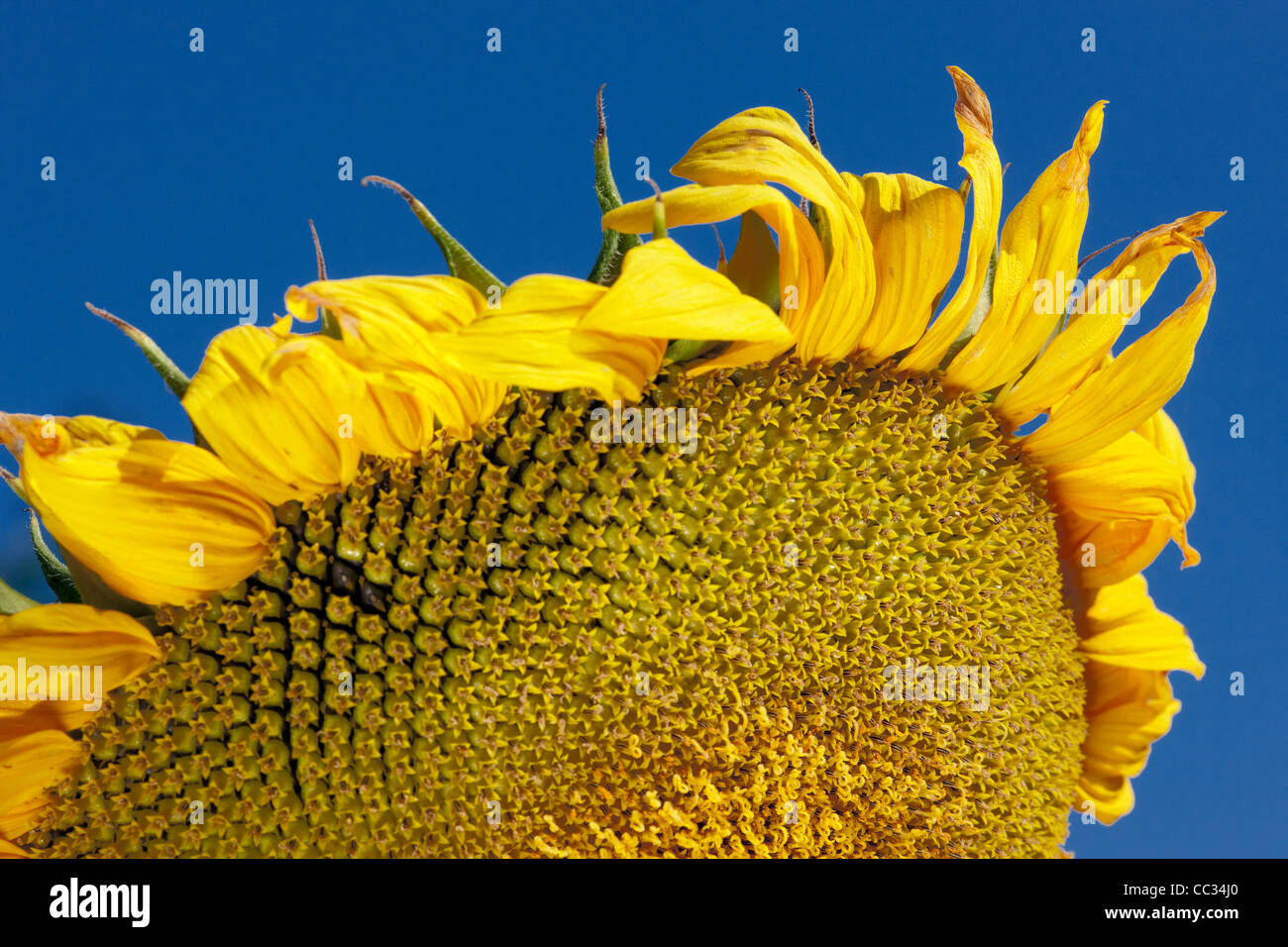 Sunflower close up. Scientific name: Helianthus annuus Stock Photo - Alamy