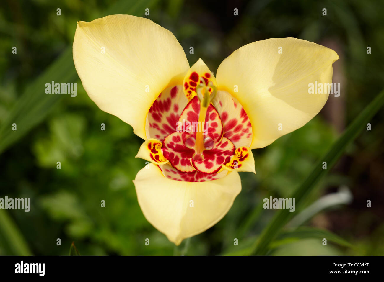Yellow Tigridia flower. Scientific name: Tigridia pavonia Stock Photo ...
