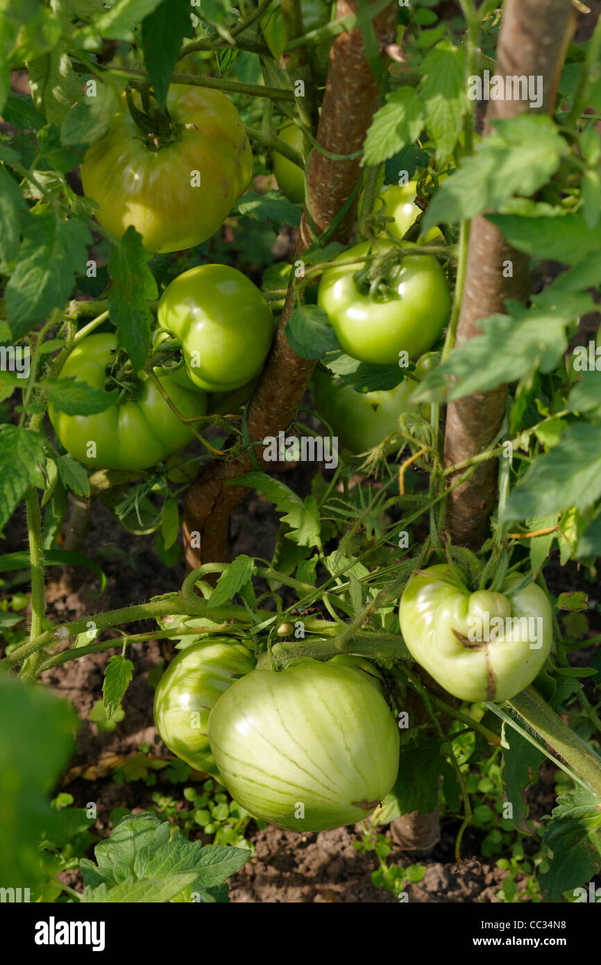 Organic tomatoes in greenhouse. Scientific name: Solanum lycopersicum ...
