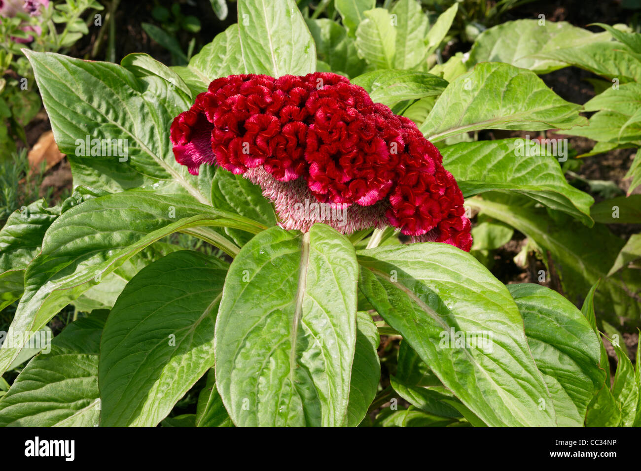 Close up of a Plumed Cockscomb flower (Wool Flower, Brain Celosia ...