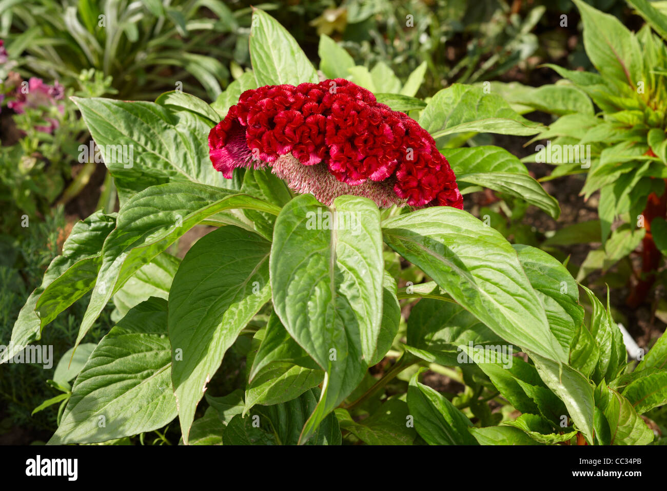 Close up of a Cockscomb flower - cristate or crested variety of the ...