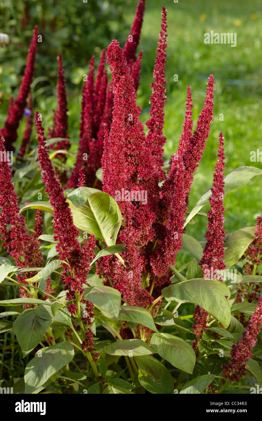 Close up of a red cockscomb flower. Scientific name: Celosia Argentea L ...