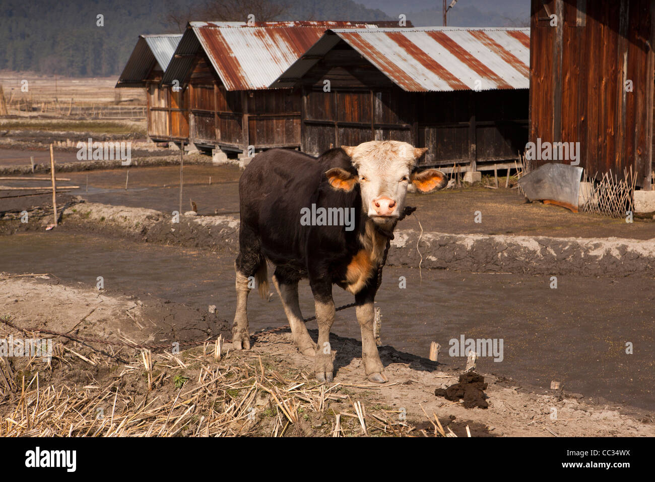 India, Arunachal Pradesh, Ziro Valley, Bulla Village, tethered mithun ...