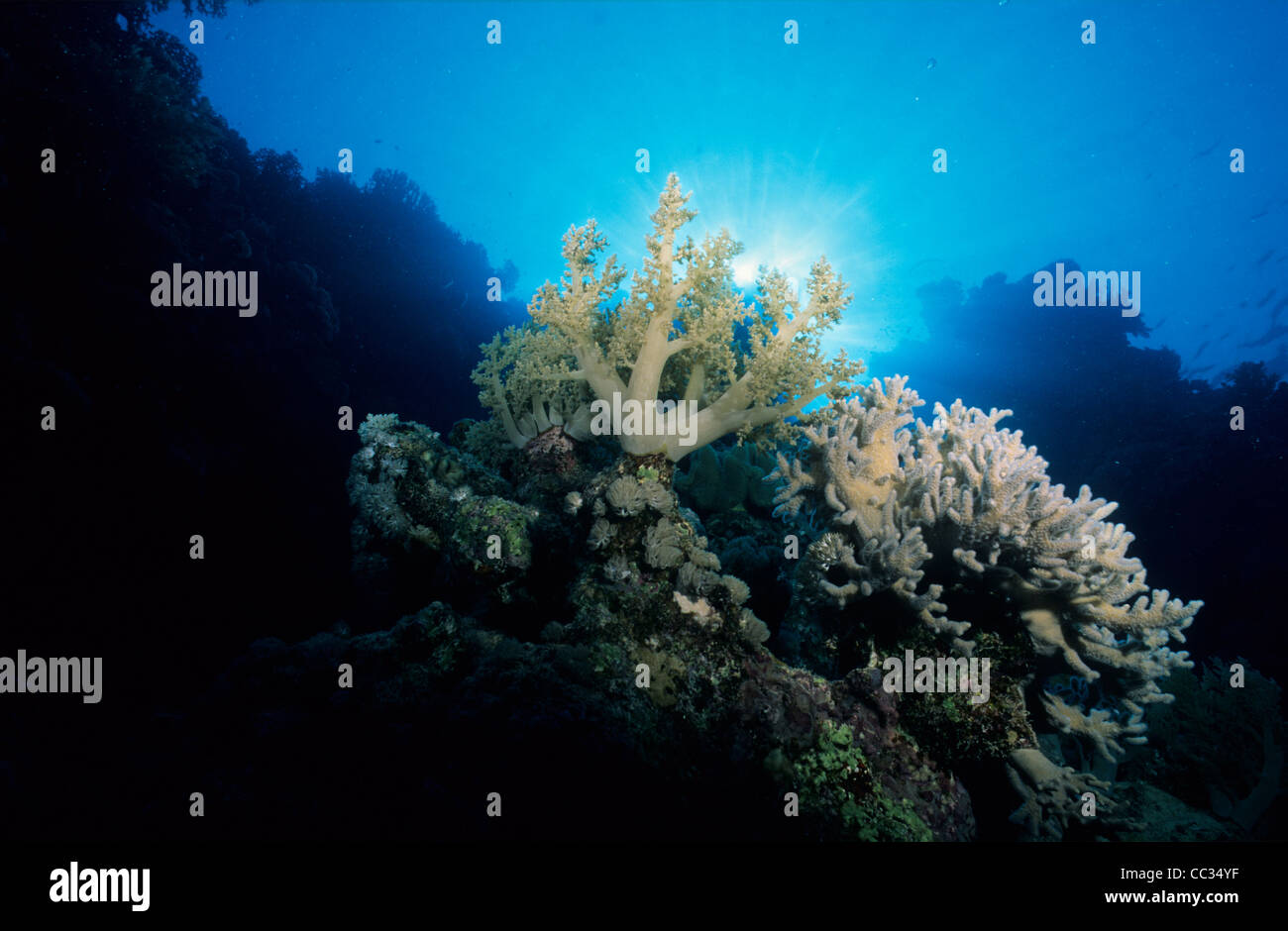Underwater, marine environment, coral reef with soft corals and sun ...
