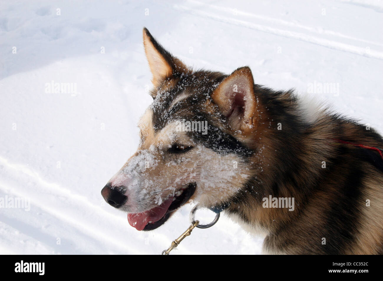 Husky having fun in Lapland Stock Photo - Alamy