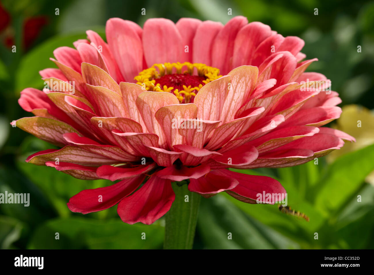 Zinnia Elegans hybrid variety flower close up Stock Photo - Alamy