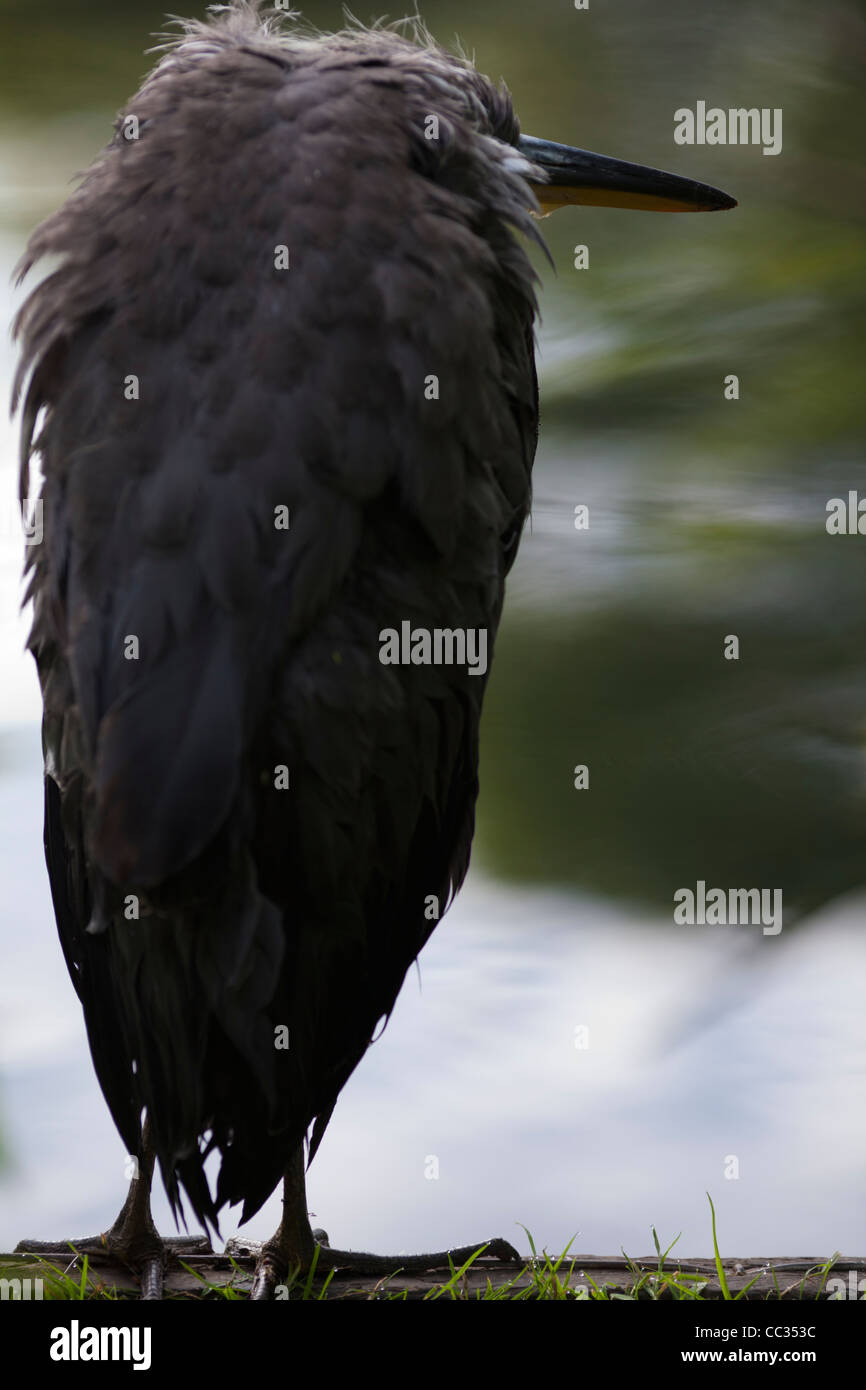 Hunched bird hi-res stock photography and images - Alamy