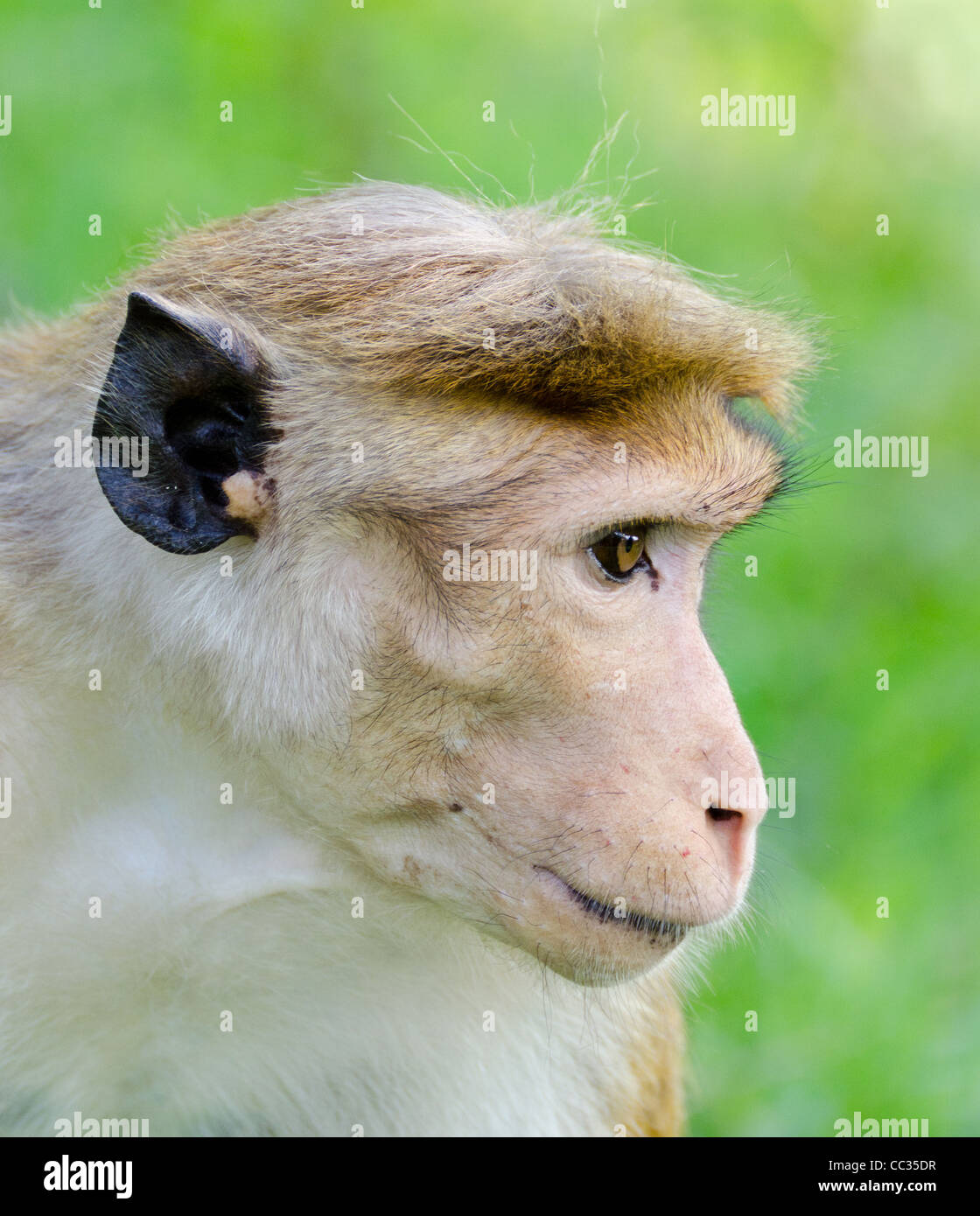Ceylon macaque or macaque Bonnet in nature Stock Photo - Alamy