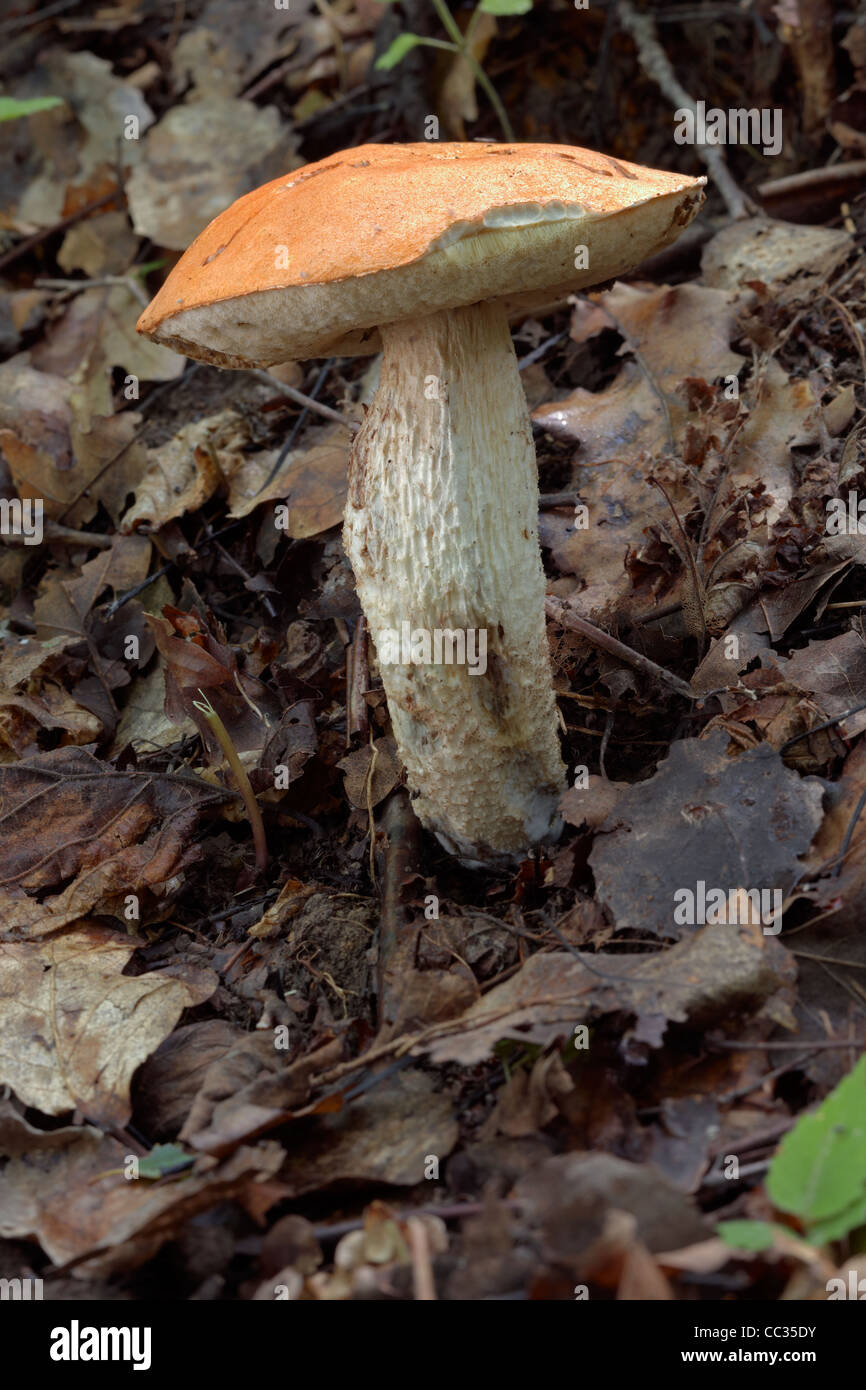 Orange scaber-stalk, or red cap bolete fruiting body. Scientific name ...