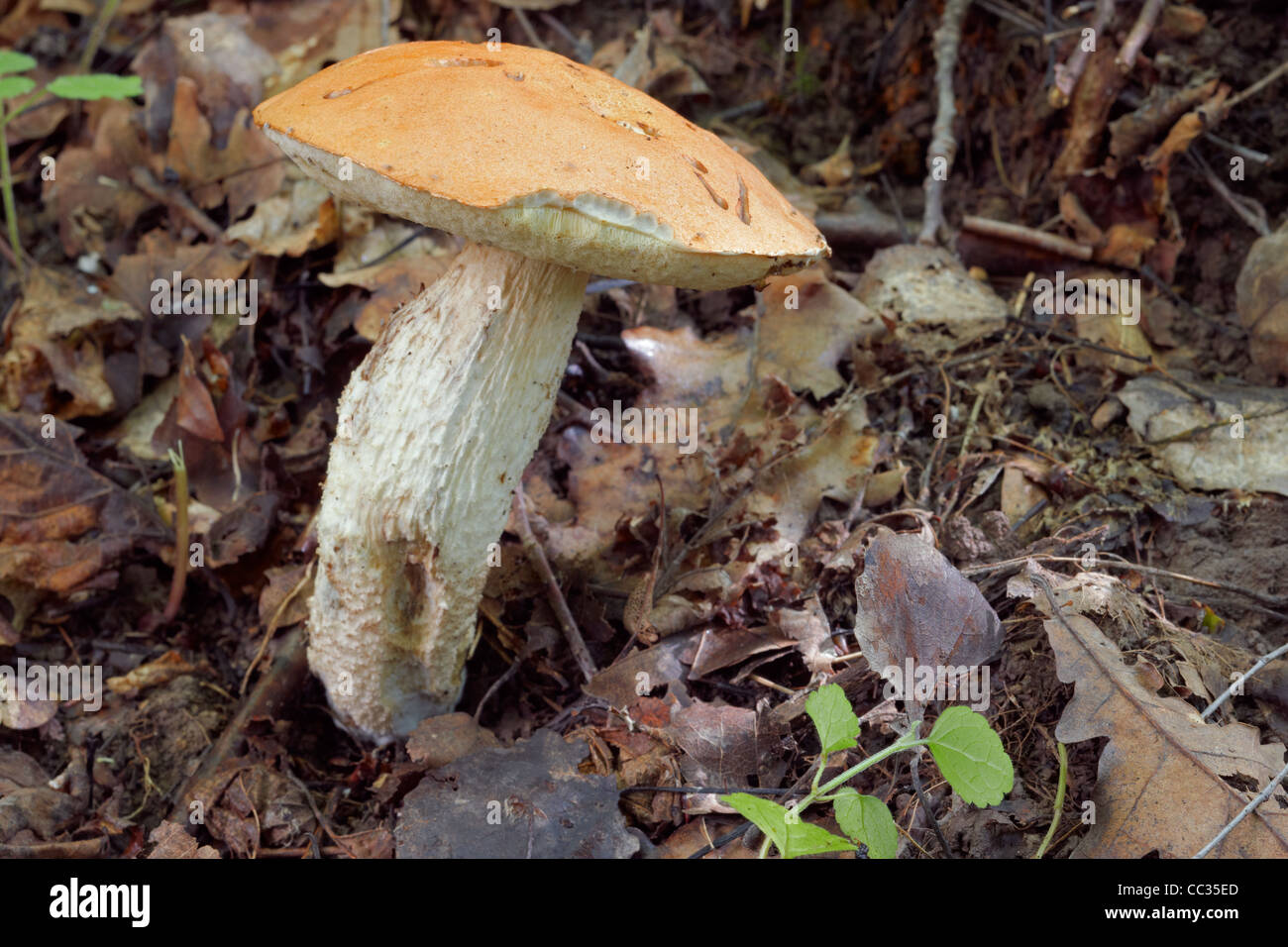 Orange scaber-stalk, or red cap bolete fruiting body. Scientific name ...