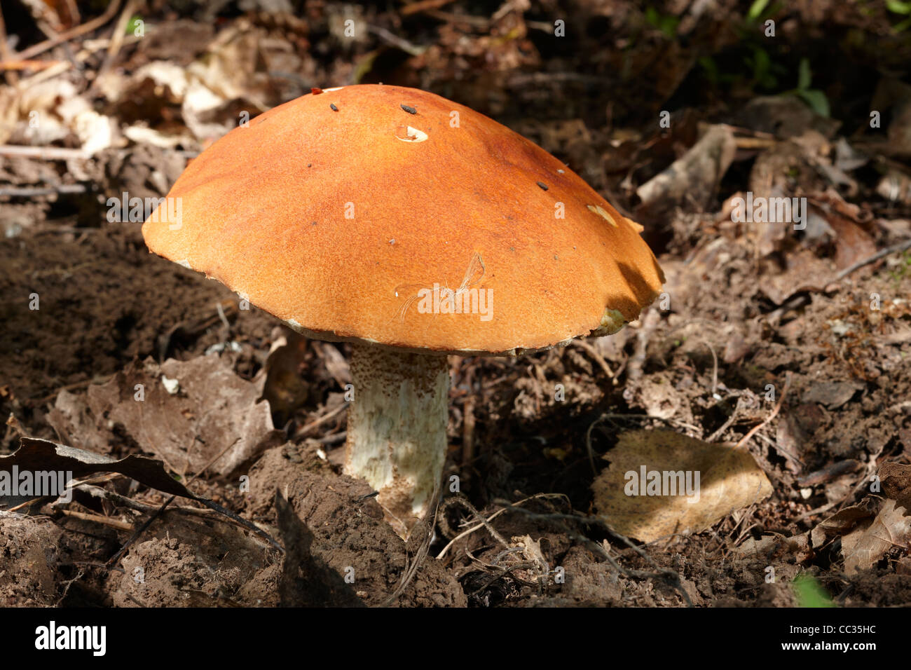 Orange scaber-stalk, or red cap bolete fruiting body. Scientific name ...