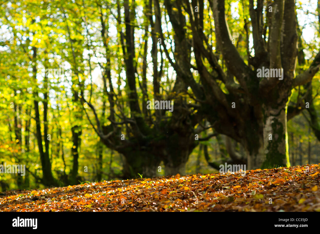 Gorbea mountain hi-res stock photography and images - Alamy