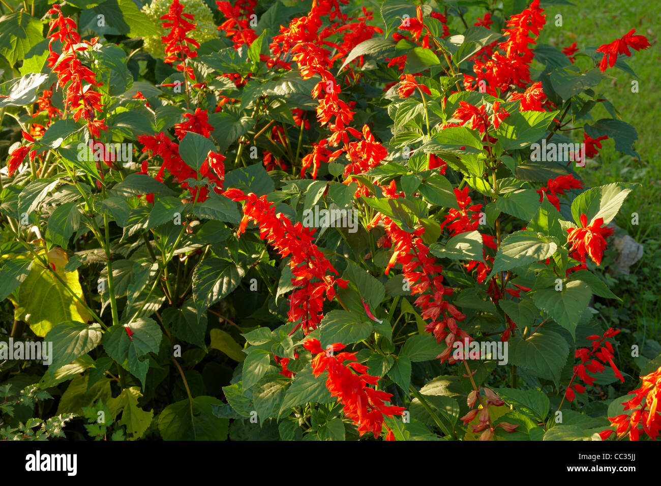 Red Salvia, or Scarlet Sage. Scientific name: Salvia splendens Stock ...