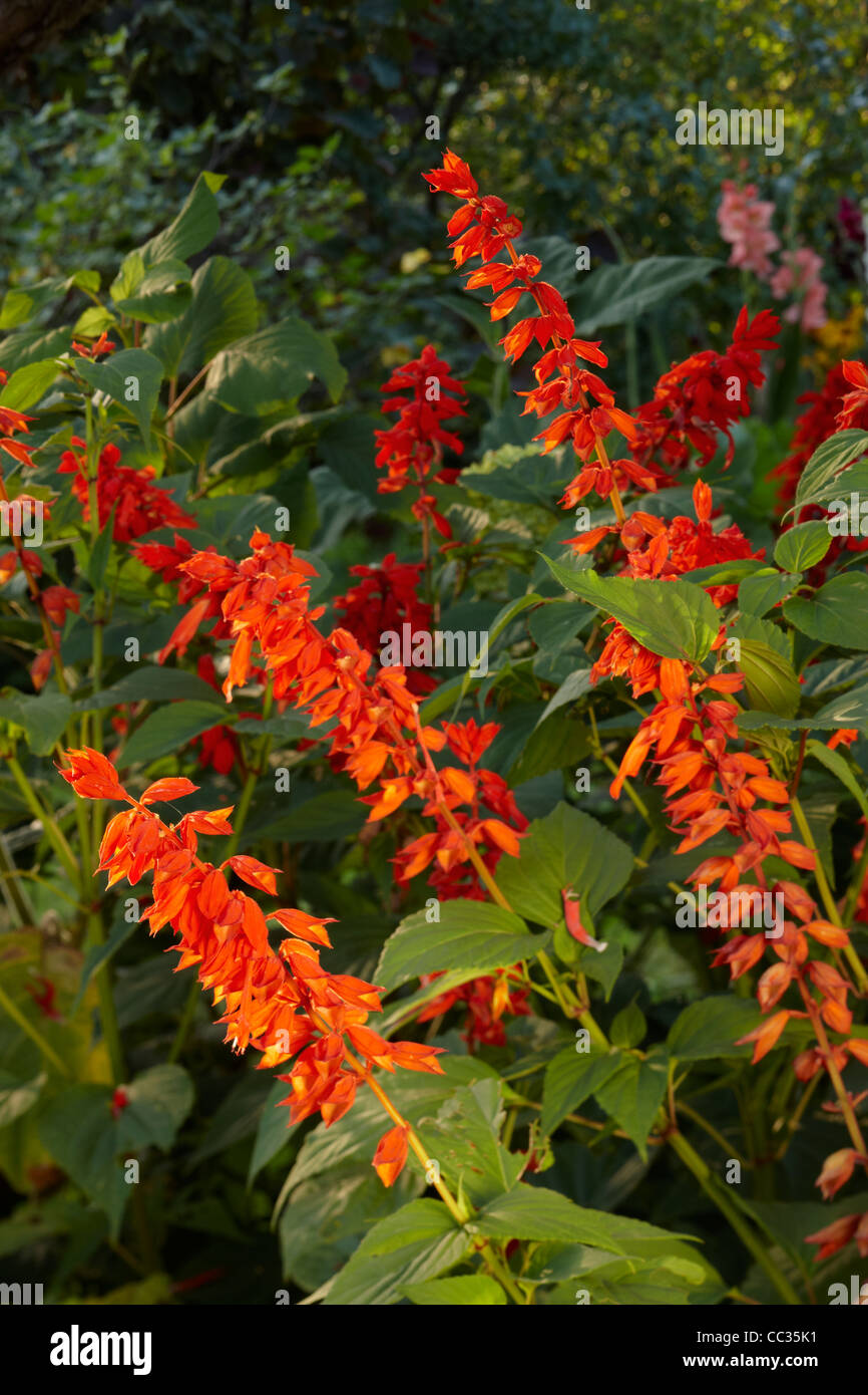 Red Salvia, or Scarlet Sage. Scientific name: Salvia splendens Stock ...