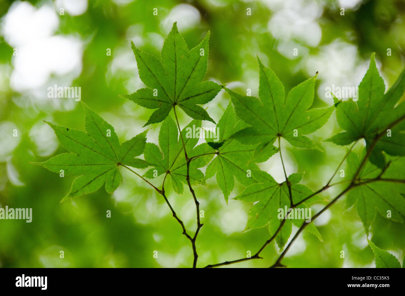 A branch of green maple leaves as background structure Stock Photo - Alamy