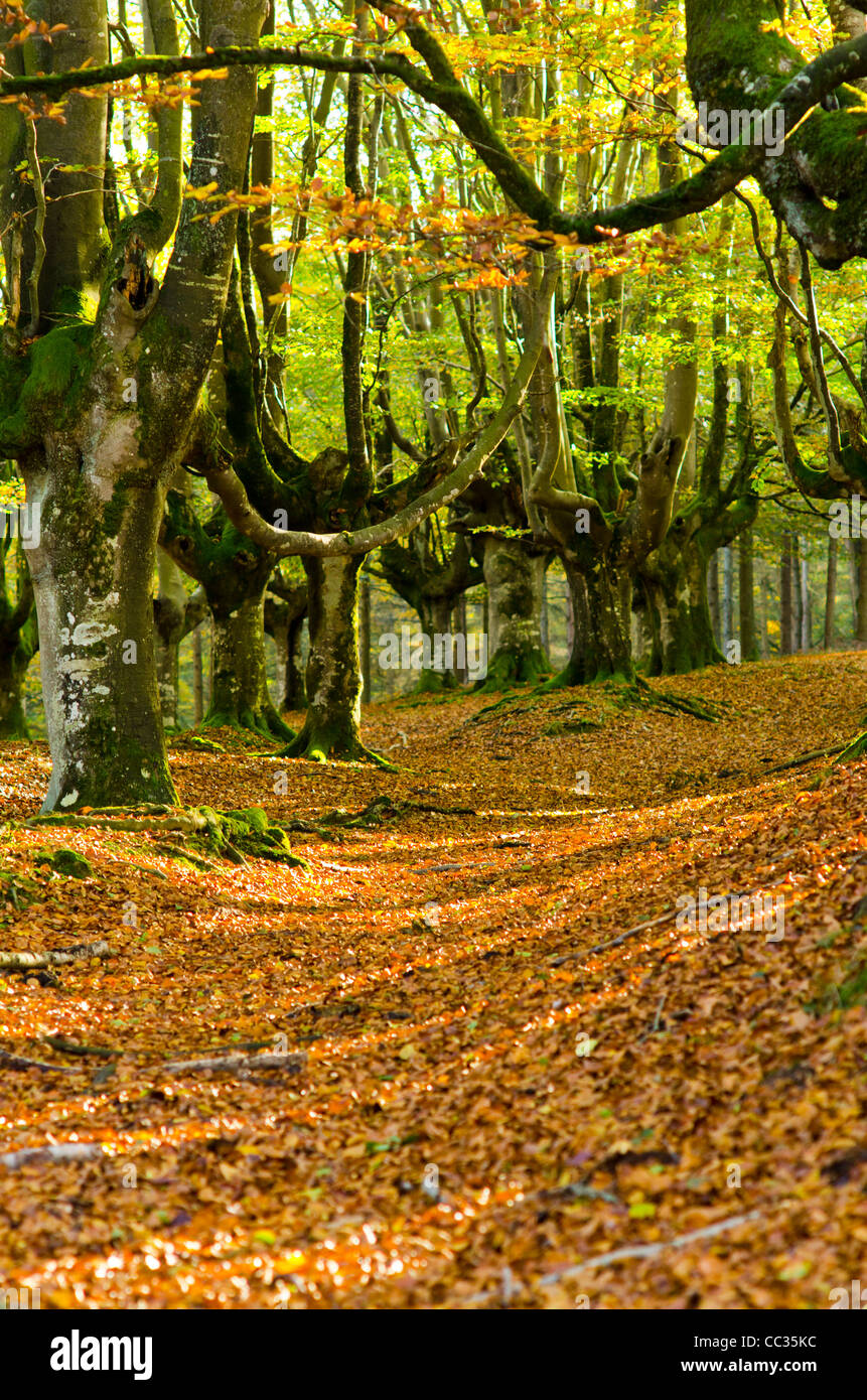 Barazar hi-res stock photography and images - Alamy