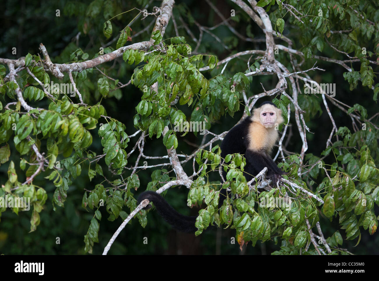 White faced capuchins rain forest hi-res stock photography and images ...