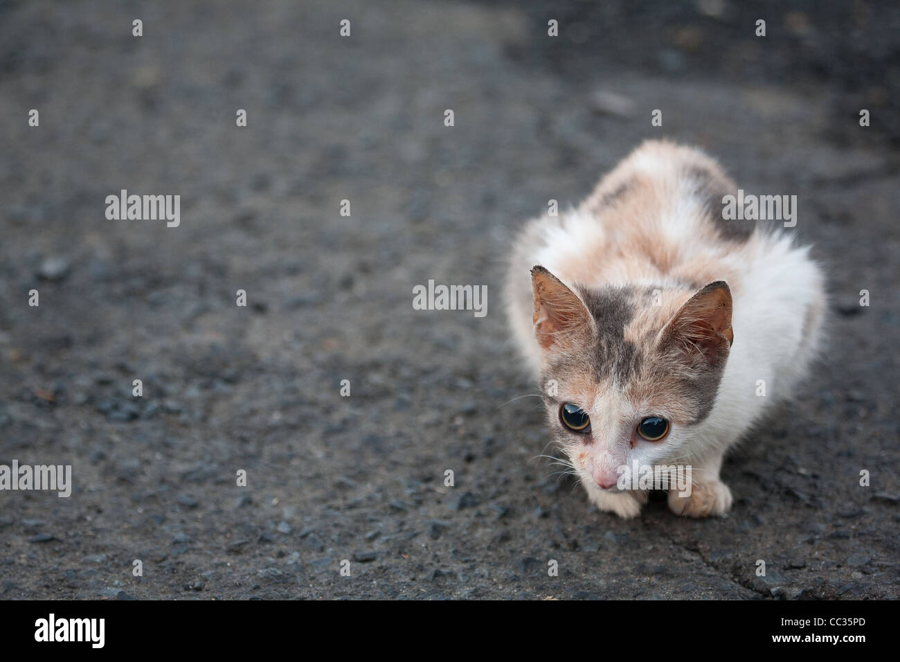 Gamboa Panama High Resolution Stock Photography and Images - Alamy