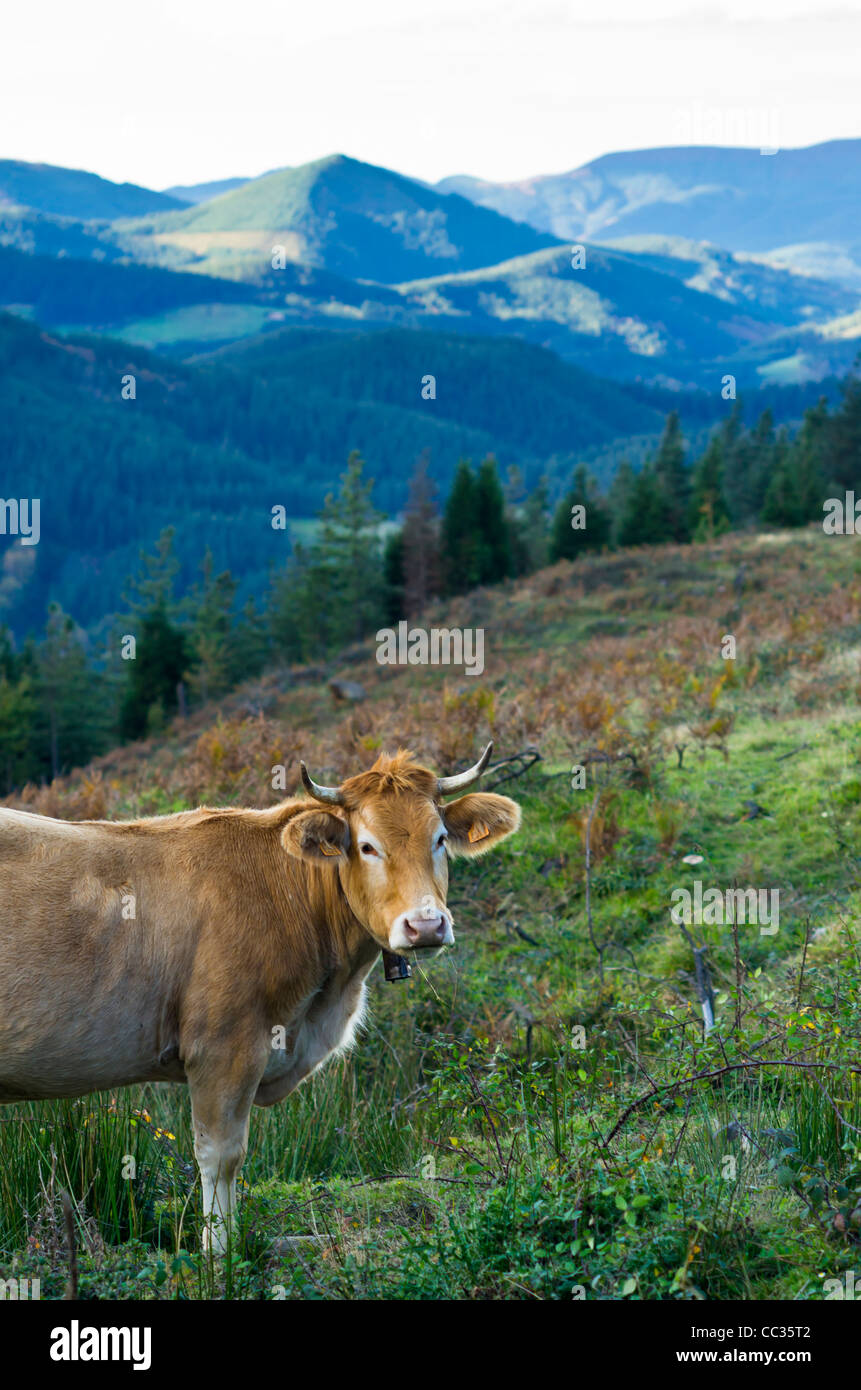 Cow portrait at Gorbea Nature Park, Biscay, Basque Country. Spain Stock ...