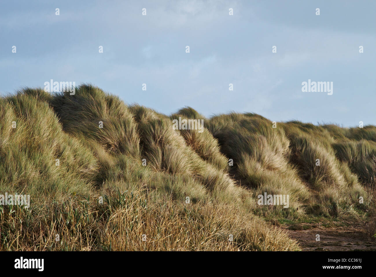 Windswept grasses at the Dee Estuarty conservation area, Hilbre Point ...