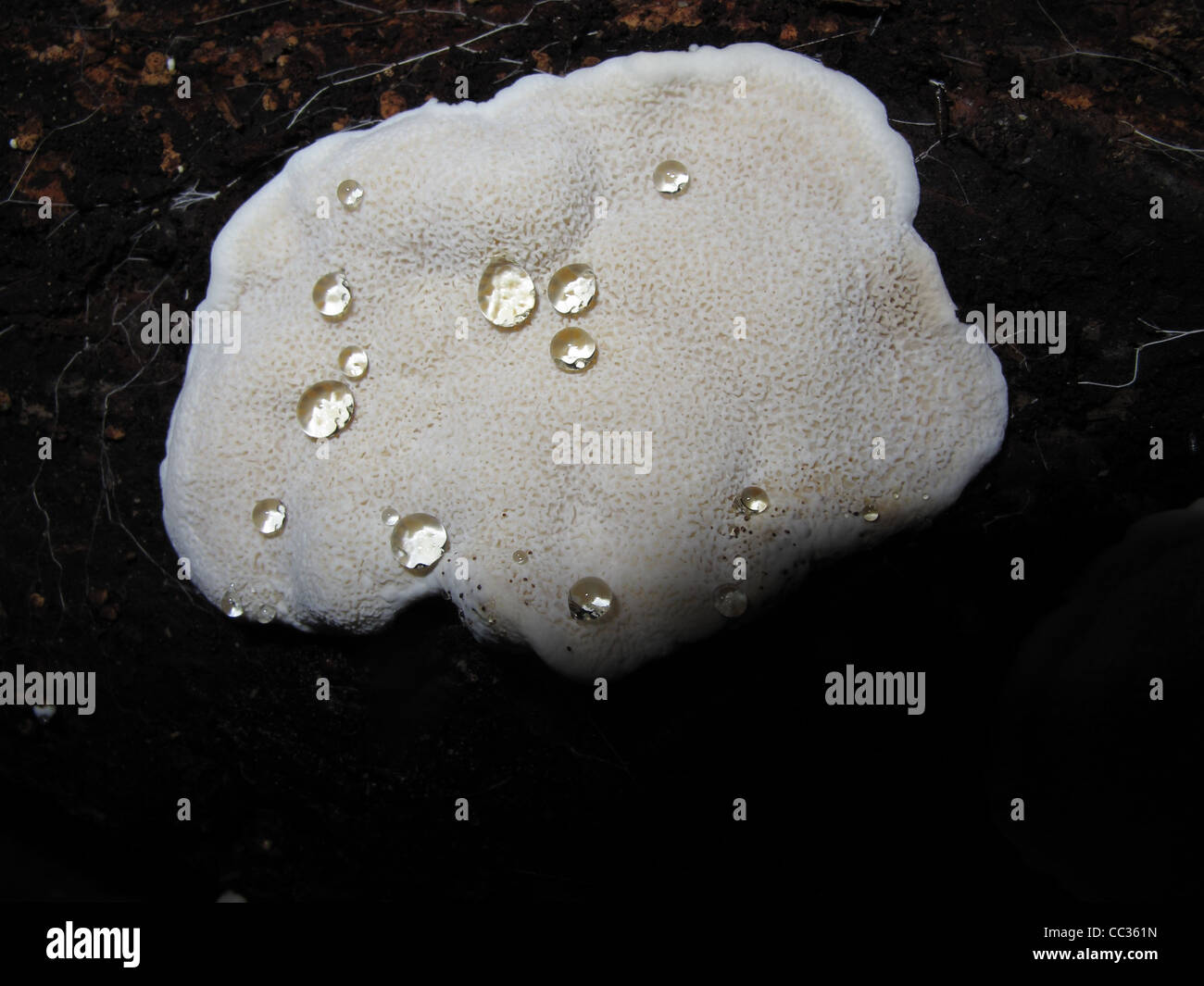 white mould fungus Stock Photo - Alamy