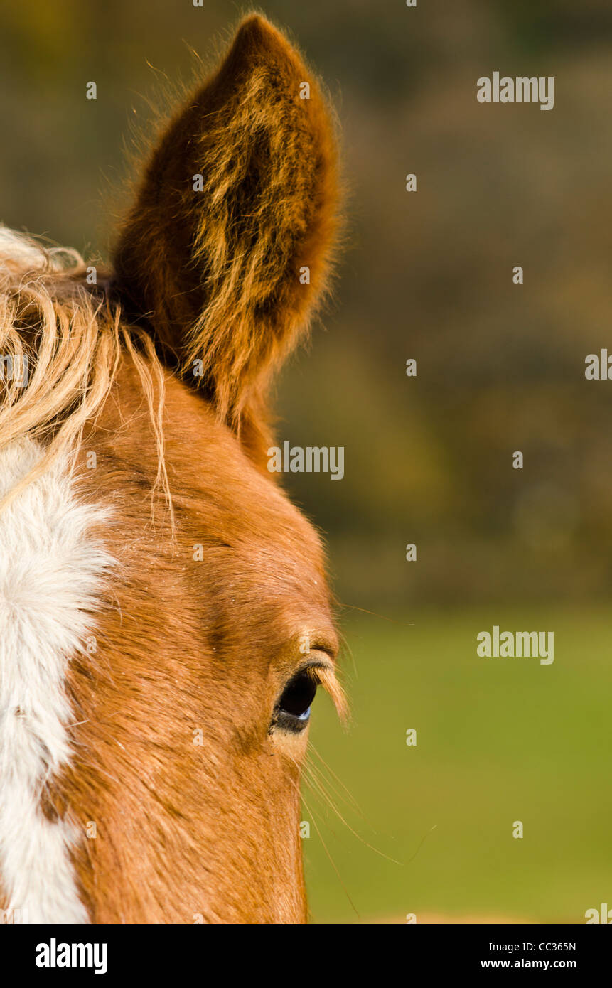 Garralda hi-res stock photography and images - Alamy