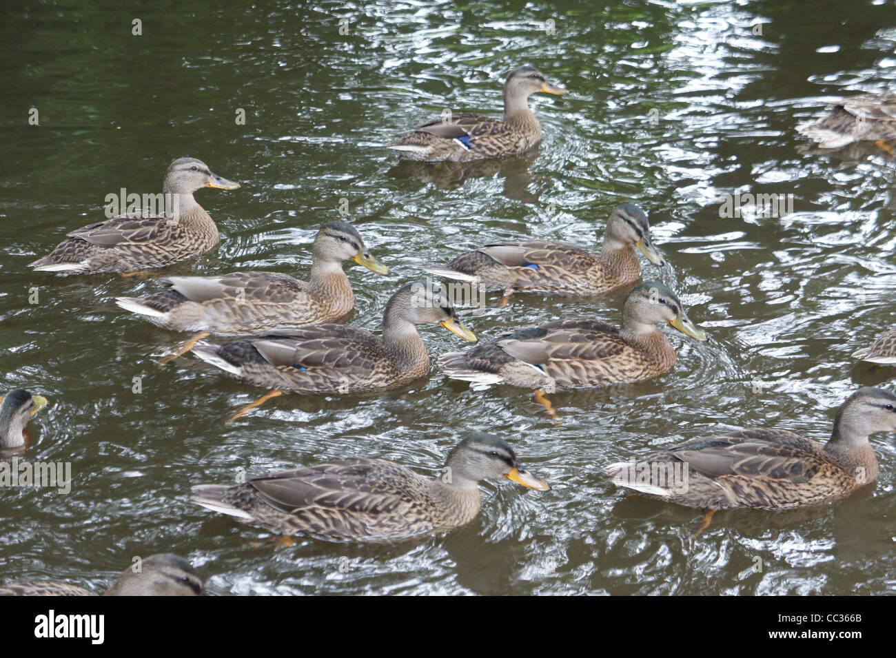 SONY DSC, A group of Mallards Stock Photo - Alamy