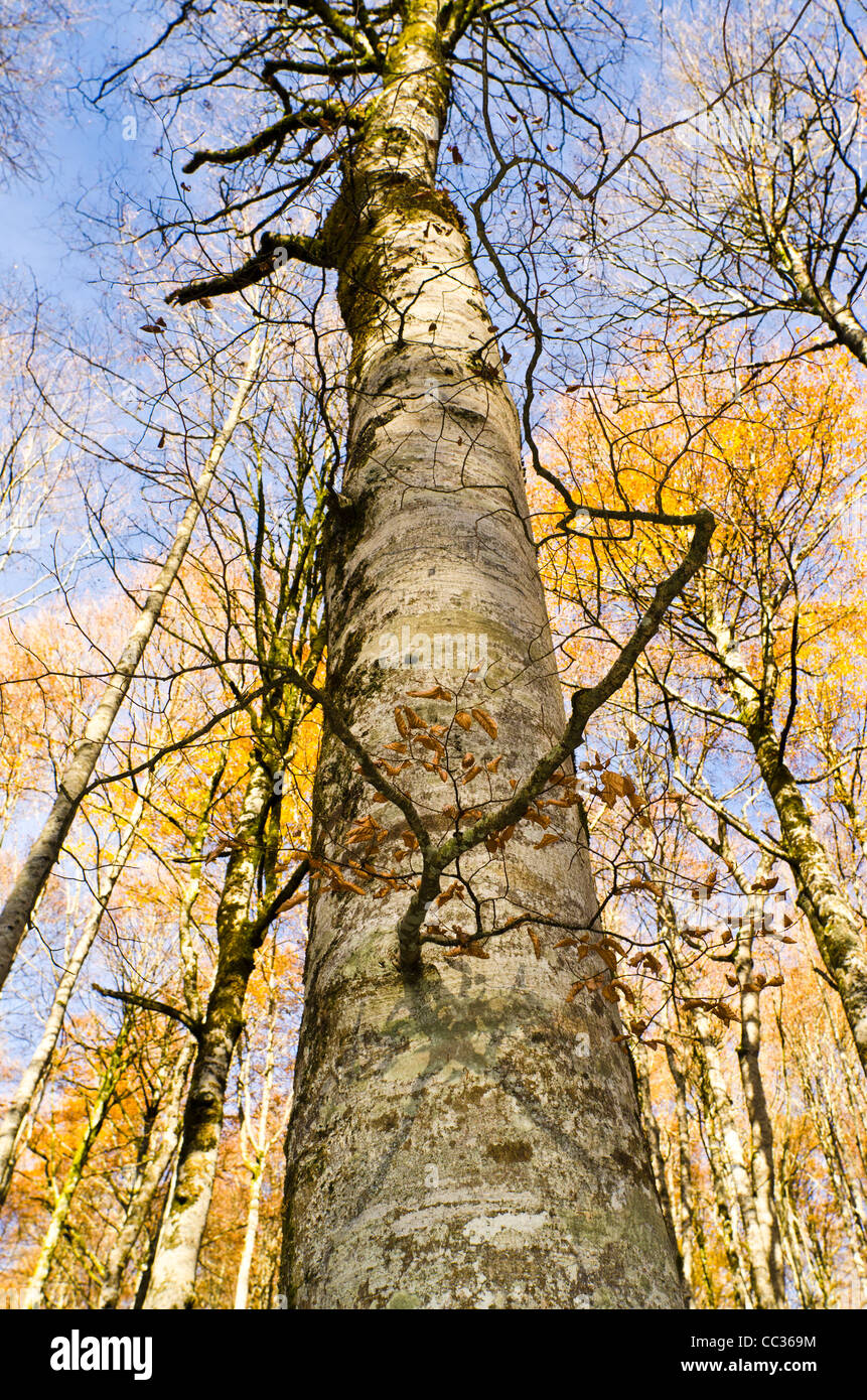 Gorbea, Biscay, Basque Country, Spain Stock Photo - Alamy