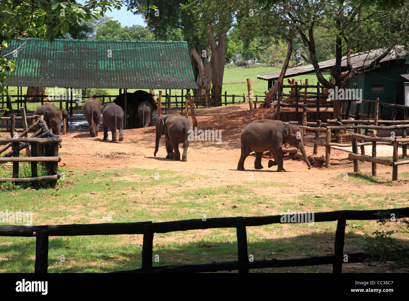 Feeding Time at the Elephant Orphanage Uda Walwe National Park Sri ...