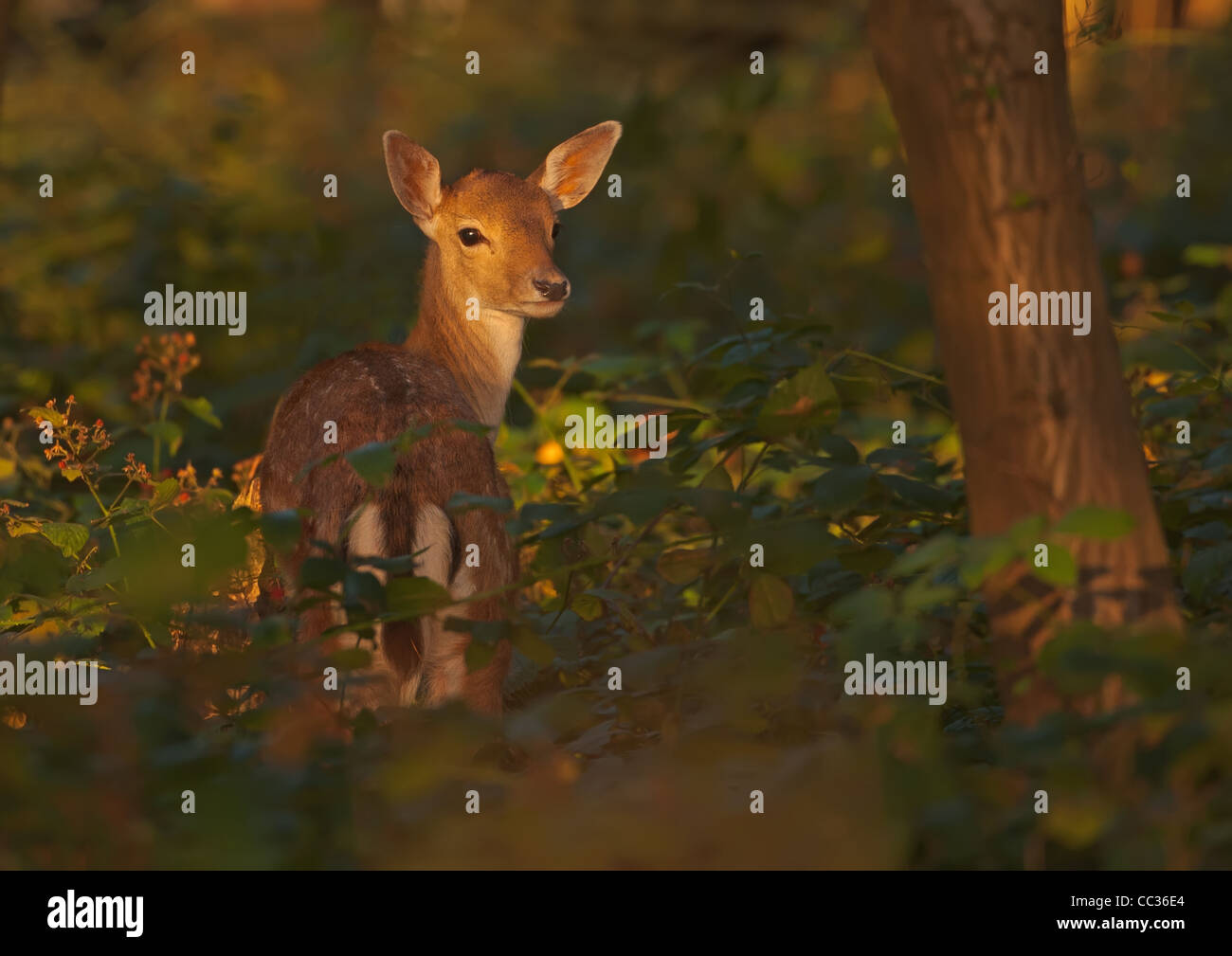 Fallow Deer Fawn in dappled light looking back over shoulder towards ...