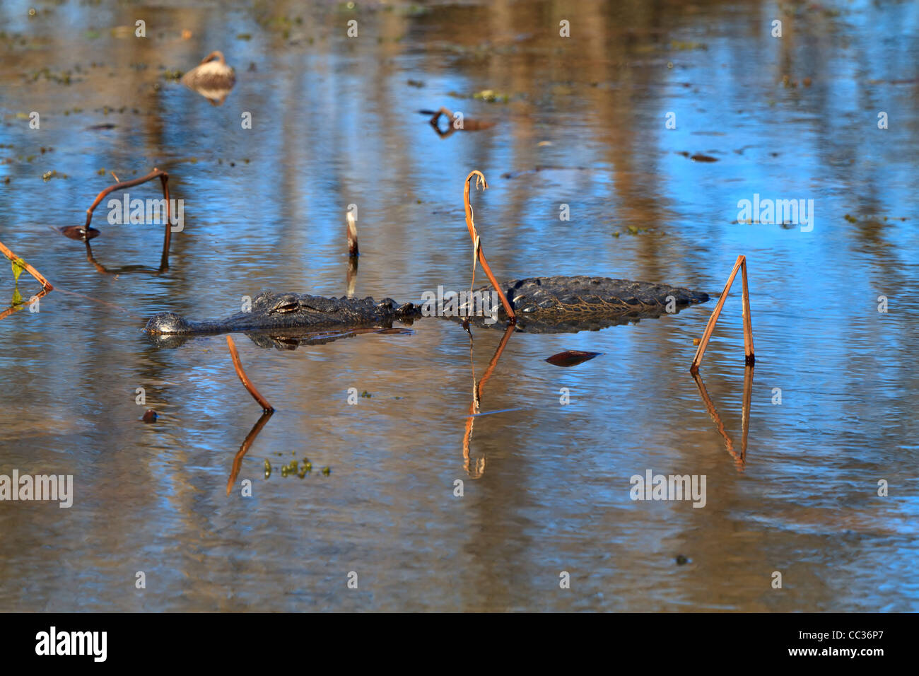Alligator brazos bend state park hi-res stock photography and images ...