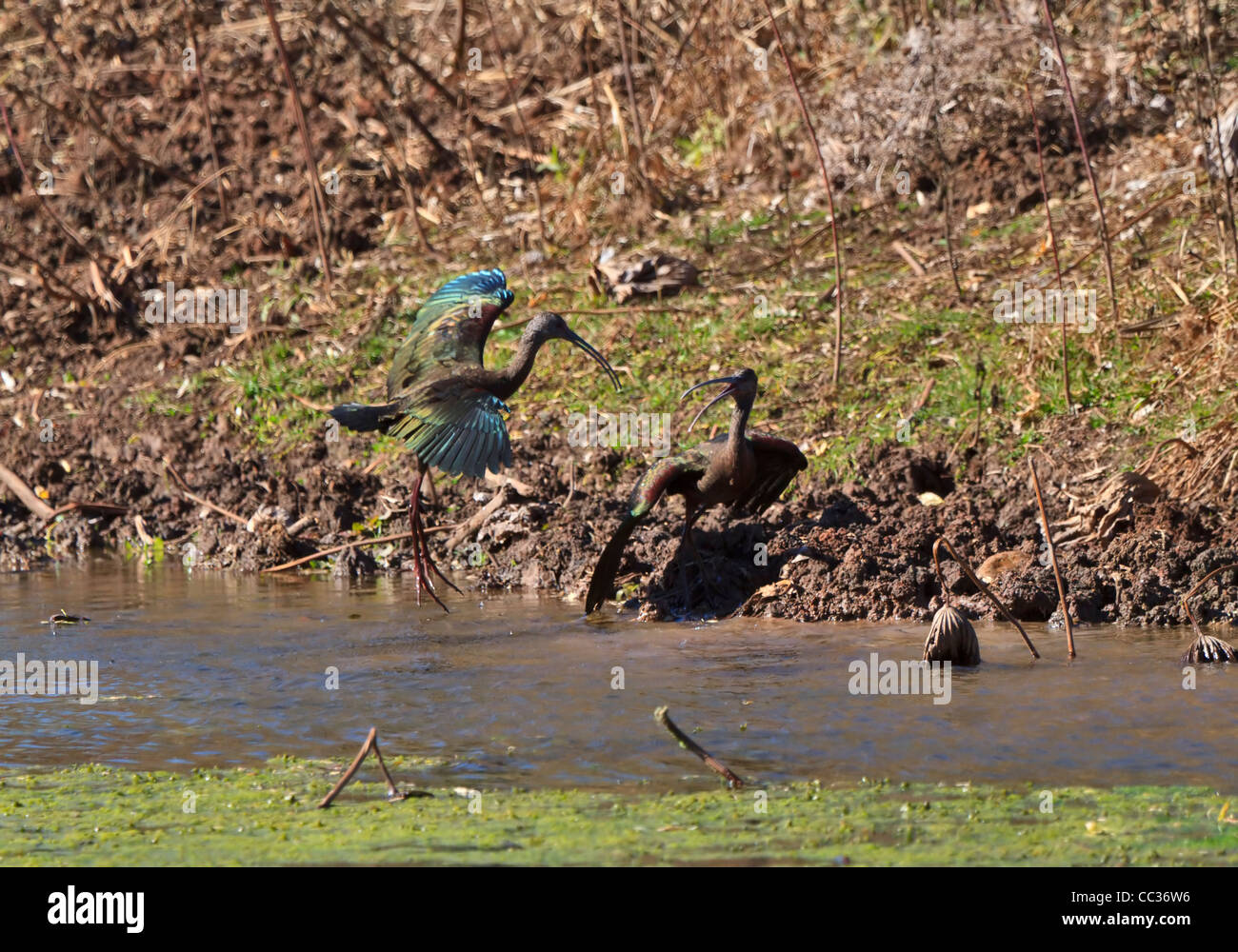 Mating adults hi-res stock photography and images - Alamy