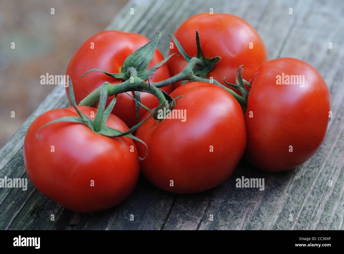 Red fruit nightshade hi-res stock photography and images - Alamy