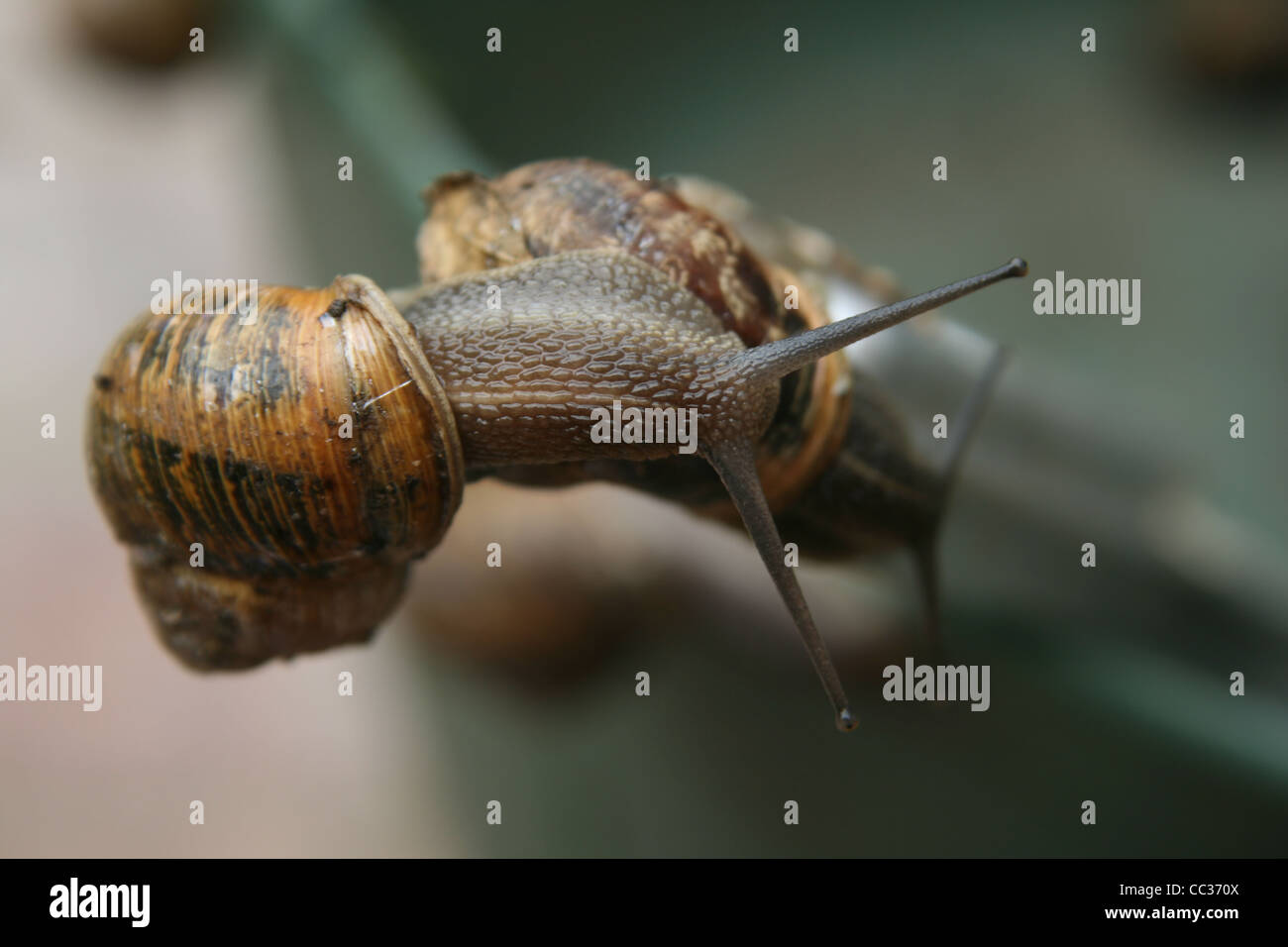A snail on a snail on a garden bucket Stock Photo - Alamy