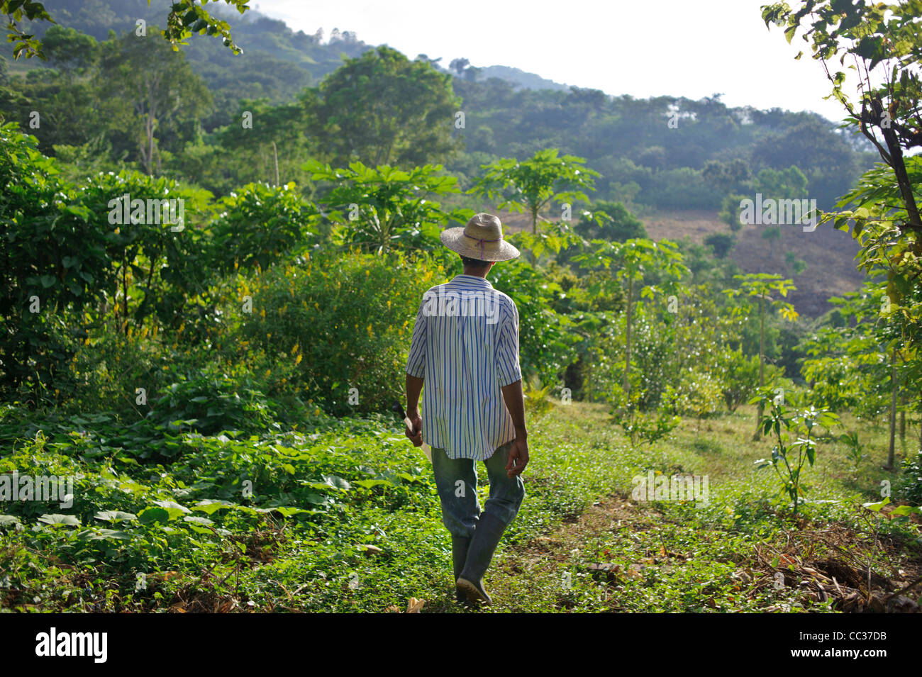 Campesino farmer walking through his field in Honduras Stock Photo - Alamy