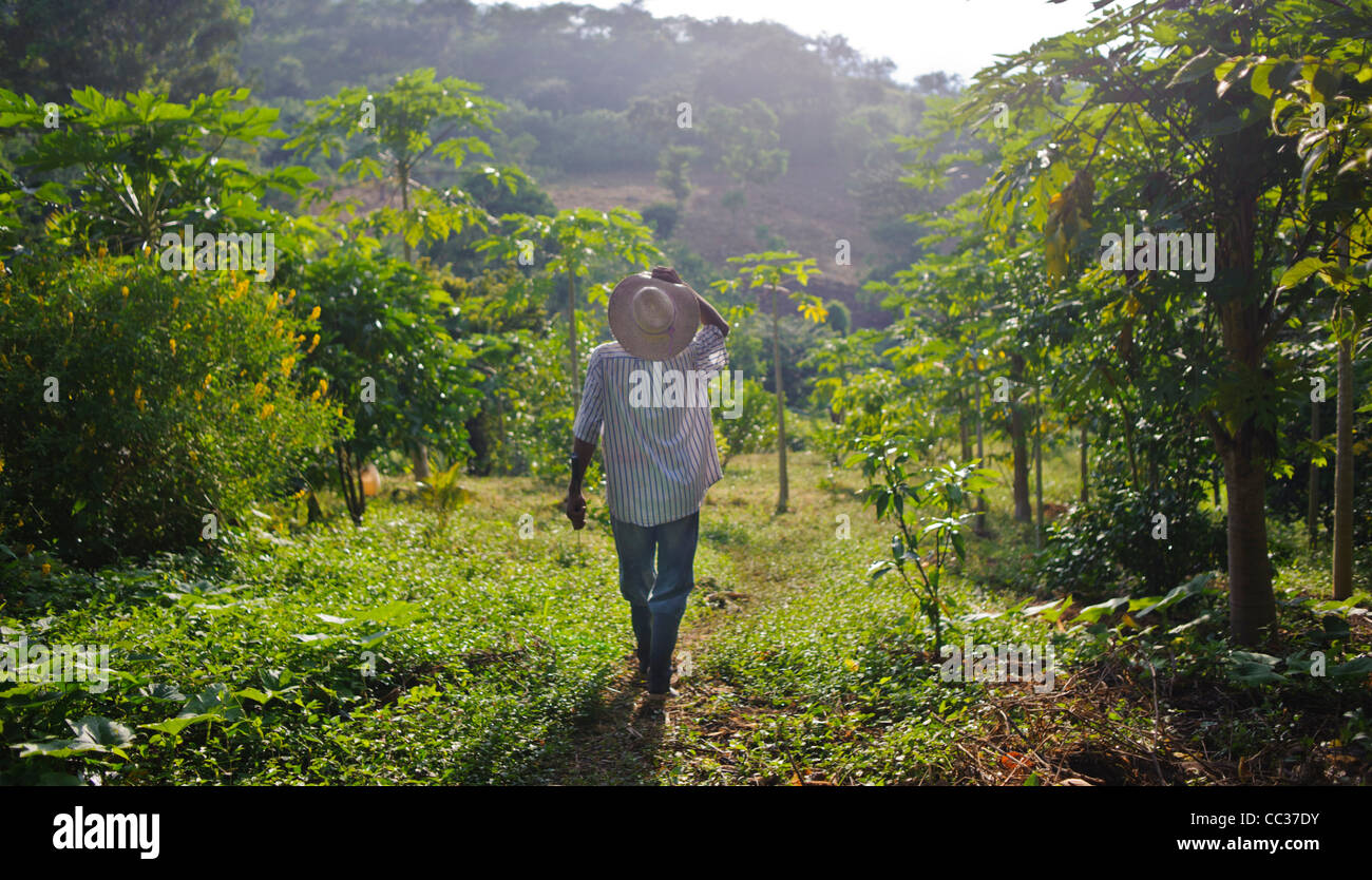 Campesino farmer walking through his field in Honduras Stock Photo - Alamy