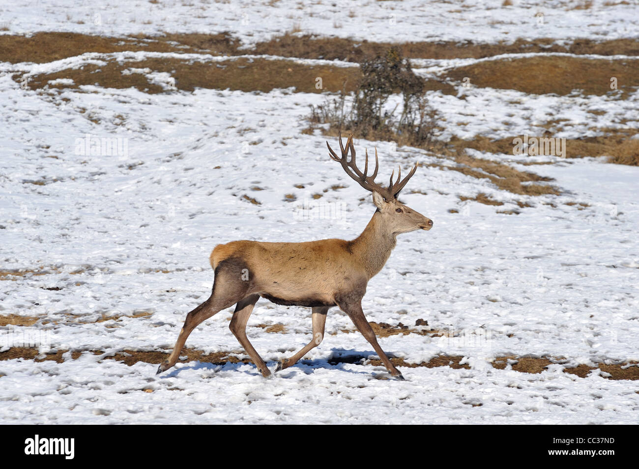 deer in winter Stock Photo - Alamy