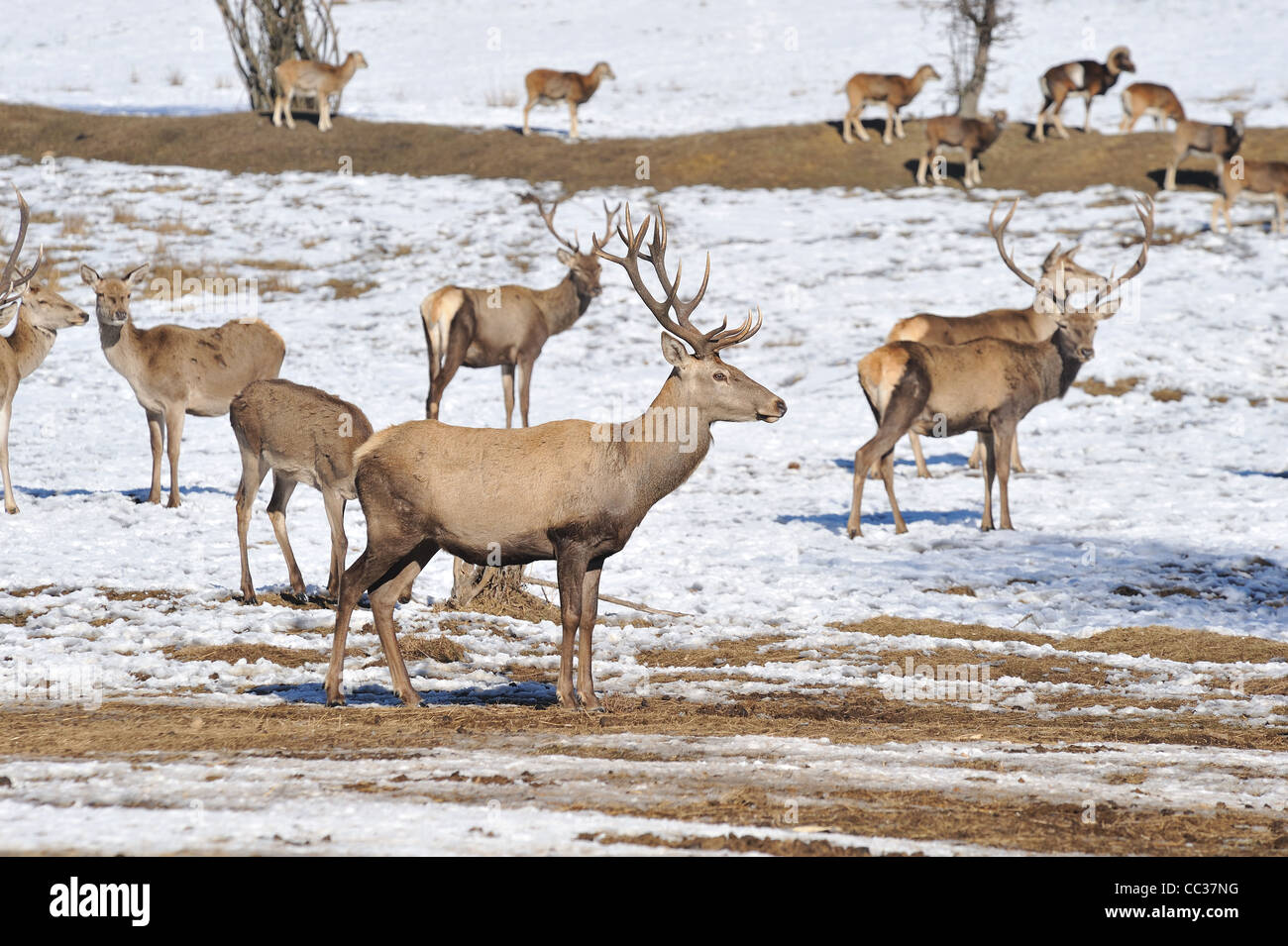 red deer with big horns Stock Photo - Alamy