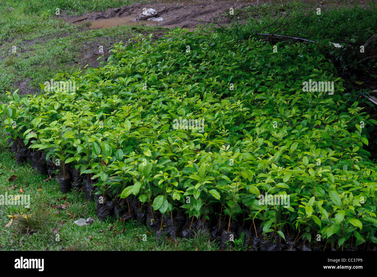Honduras reforestation hi-res stock photography and images - Alamy