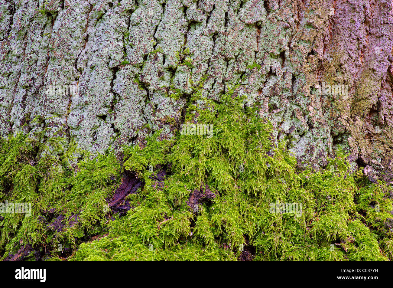 Old oak tree trunk covered with algae and moss Quercus robur Stock ...