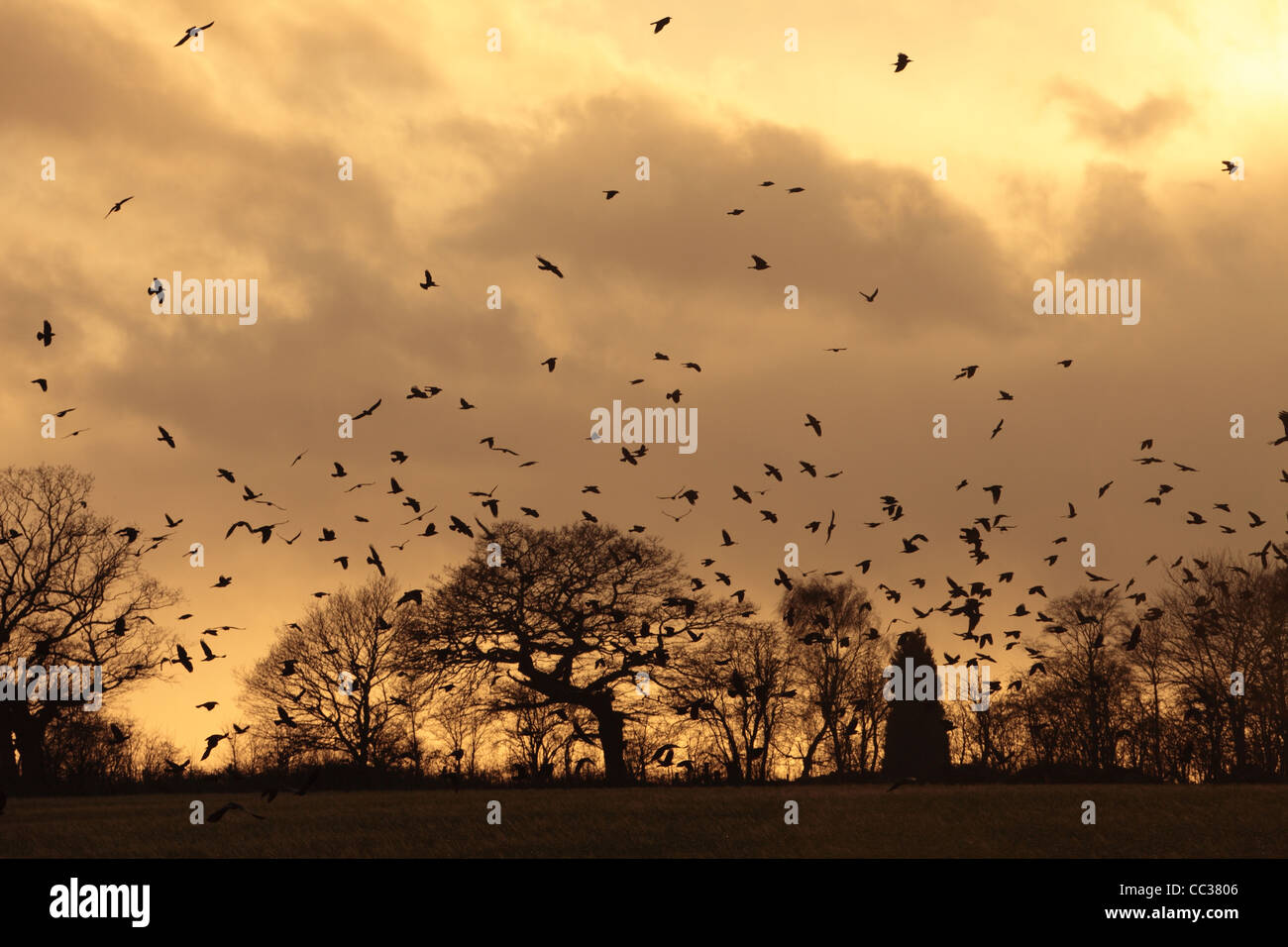 Crows flocking against a winter sky Stock Photo - Alamy